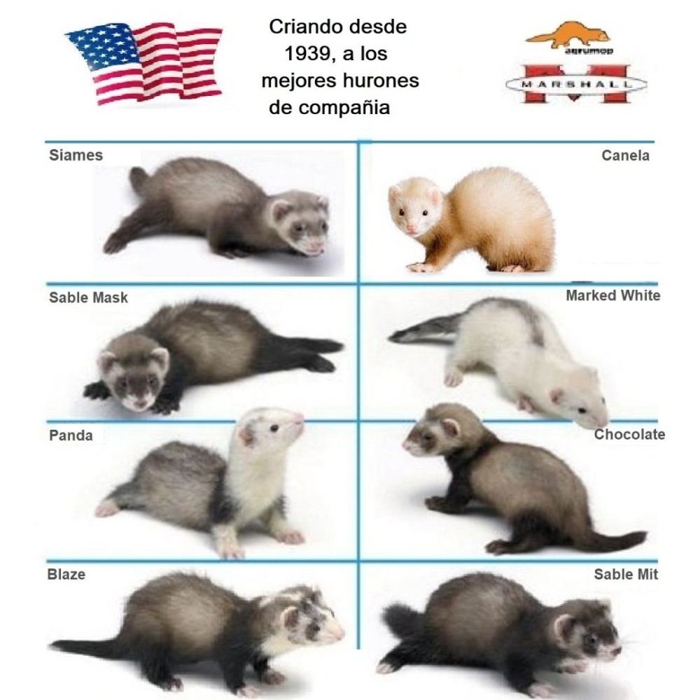 Hurones Cachorros Del Criadero Marshall – Chimuelo.cl