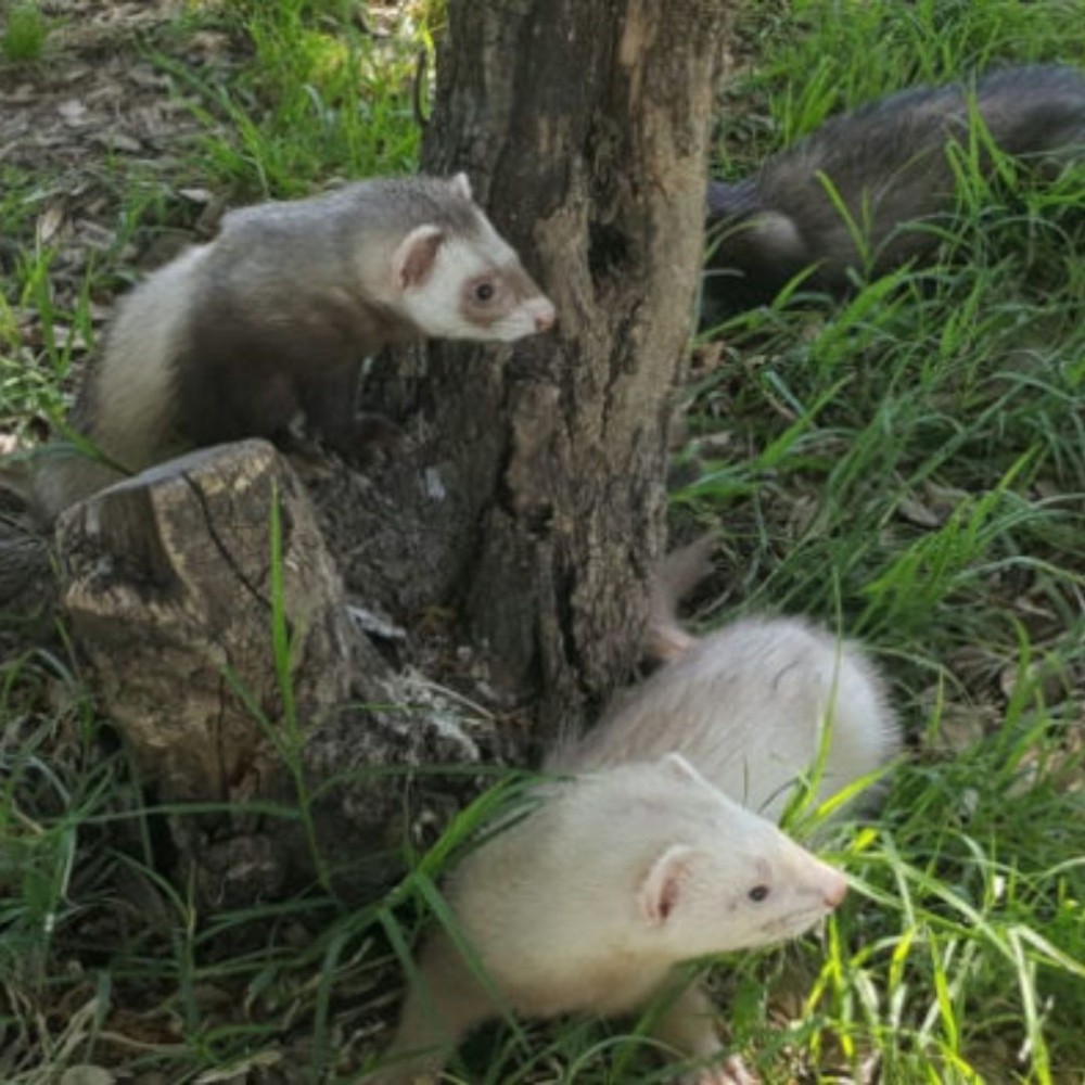 Hurones Cachorros Del Criadero Marshall - Chimuelo.cl