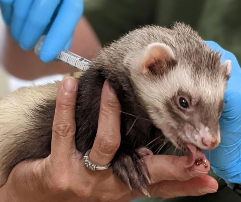 Hurones Cachorros Del Criadero Marshall - Chimuelo.cl