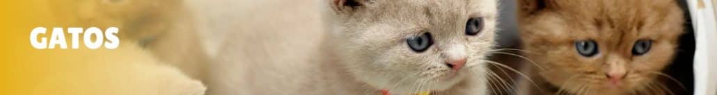 Gatos – Chimuelo.cl