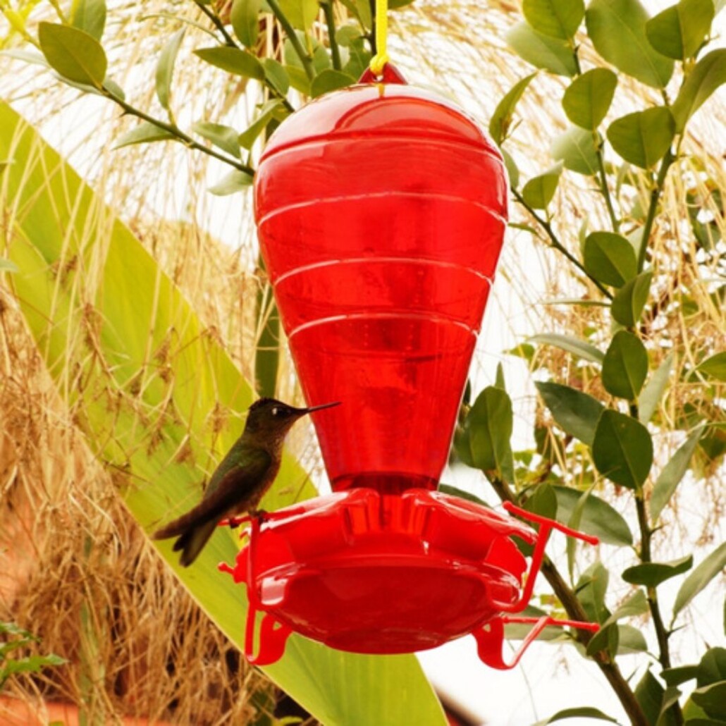 Bebedero Para Colibríes/picaflor #HD9060 - Chimuelo.cl